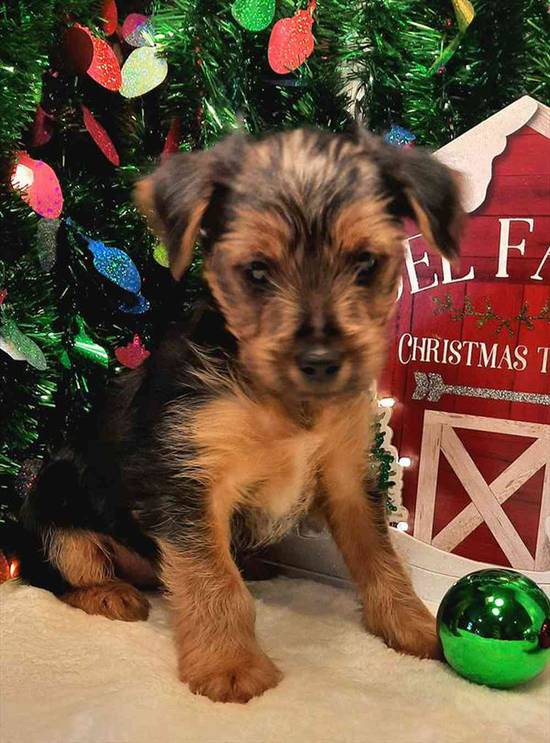 Puppy for Sale - BFF Puppies
