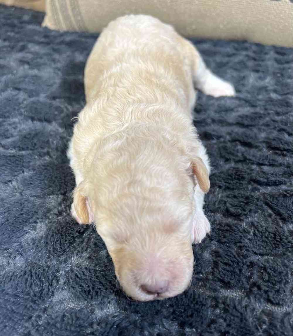 Mini Goldendoodle Puppy for sale - BFF Puppies