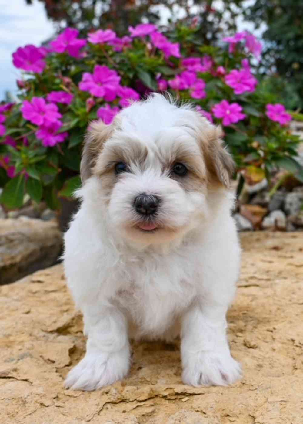 Havapoo Puppies for sale - BFF Puppies